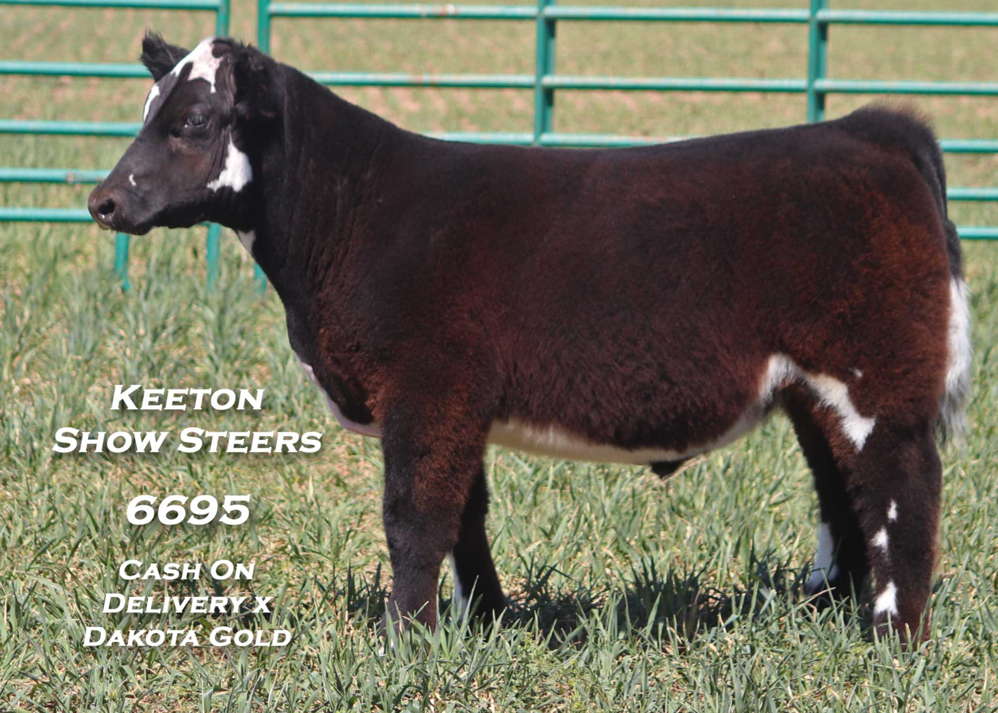 Keeton Show Steers – Wolfforth, Texas