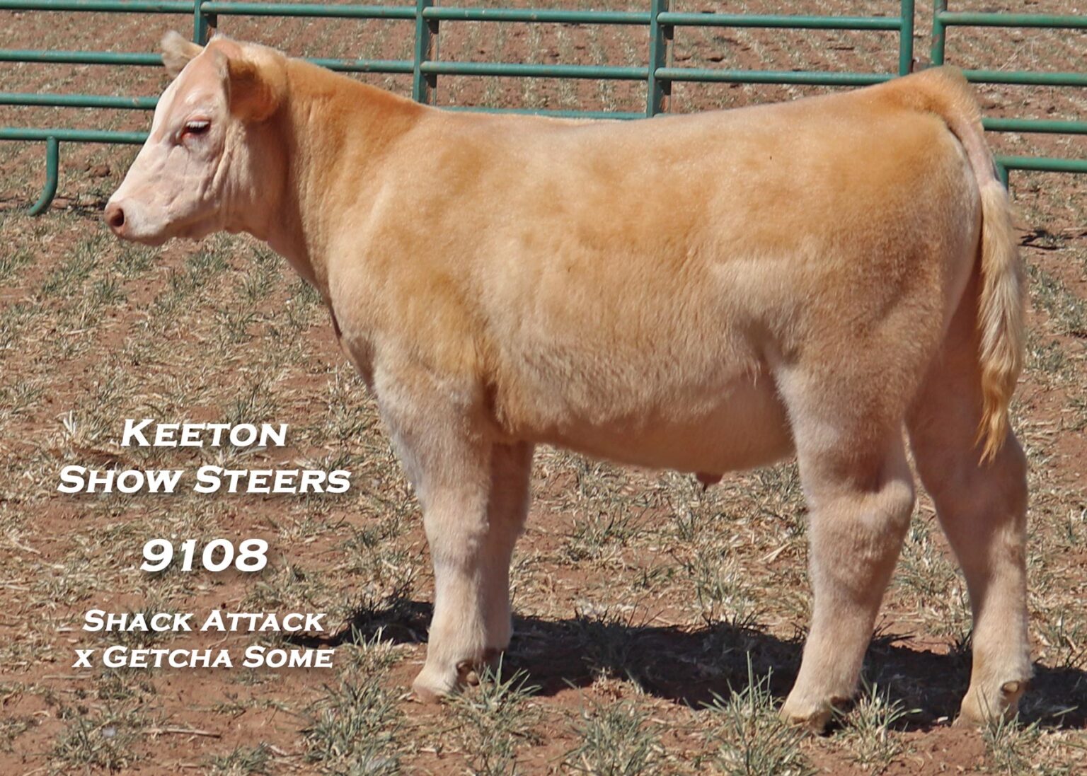 Sale Cattle – Keeton Show Steers